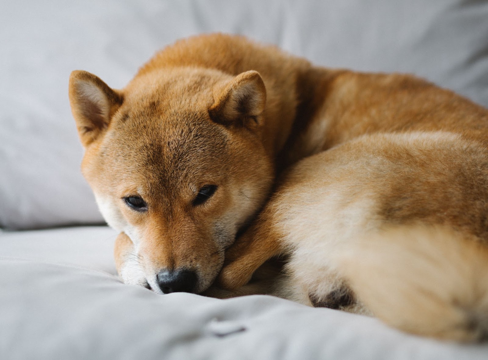 Here’s Why Shiba Inu Price Could Surge by 86%