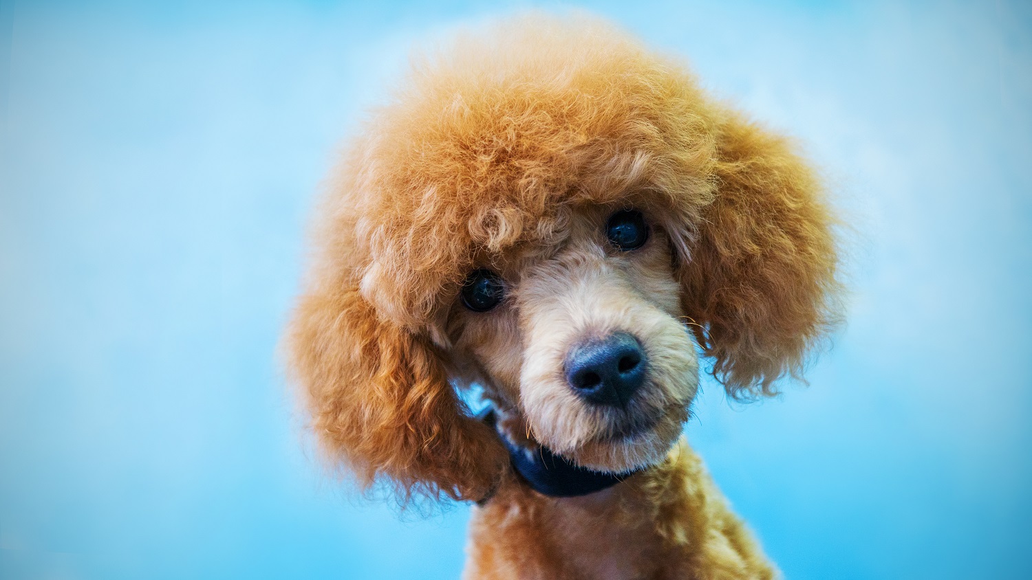 Poodlana (POODL) Shines As Solana Meme Coins Show Strength