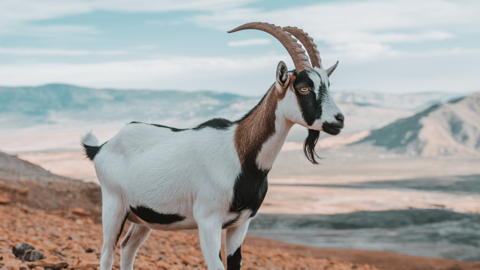 GOAT Coin Rises 103%, Cracks the Top 100: Here’s Why Goatseus Maximus ...